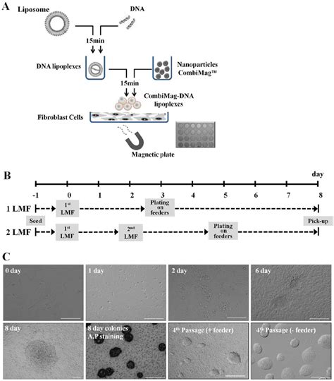 Generation Of Ips Cells From Mouse Embryonic Fibroblasts Mef By