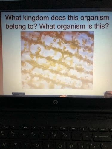 Bio Lab Practical Flashcards Quizlet