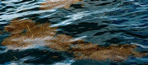 Sargassum Seaweed Is Good For Hermit Crabs And Coastal Ecosystems