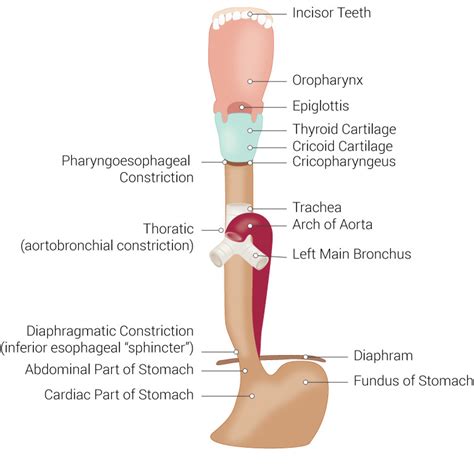 Palmer Drawing Anatomic Constrictions Of The Oeophagus English