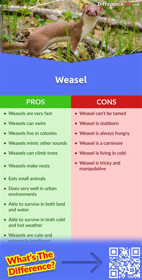 Weasel Vs Ferret Key Differences Pros And Cons Similarities