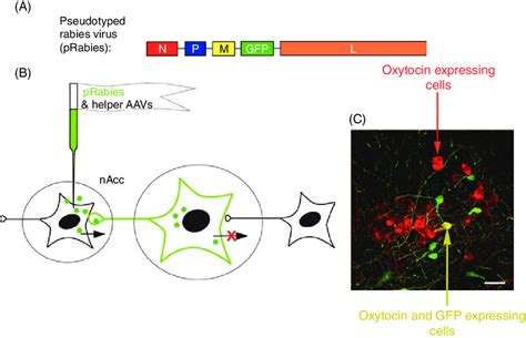 12 Viral Vector Based Tracing Of Retrograde Projections Of Oxt Neurons