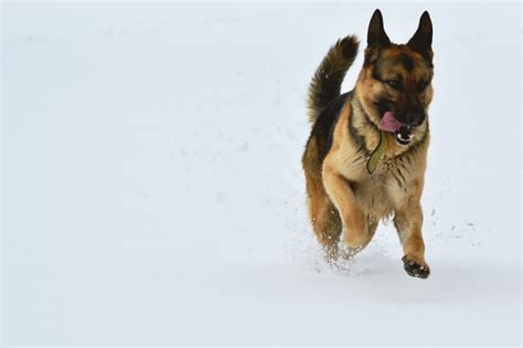 Free Images Snow Winter Run Vertebrate Dog Breed Dog Like Mammal