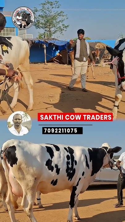 தரமான இரண்டு பல்லு மாடு நாலு பல்லு மாடுகள் Sakthi Cow Traders Youtube