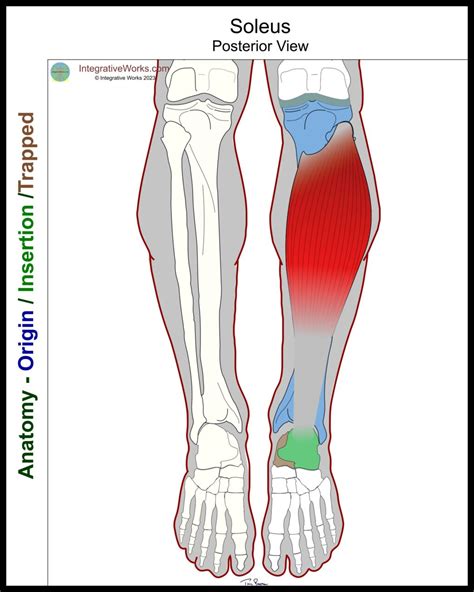 Soleus Functional Anatomy Integrative Works