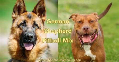 German Shepherd Rottweiler Mix Shepweiler Breed Guide