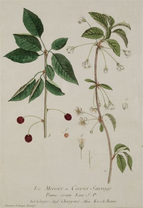 Nicolas Francois Regnault Nicolas Francois Regnault Paris France 1746 1810 Botany The