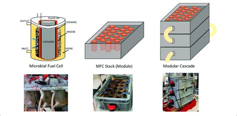 I Individual Mfcs Triplicate Ii Those Assembled In A 22 Mfc Download Scientific