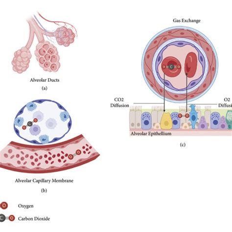 Pulmonary Physiology Gas Diffusion When The Gas Reaches The Alveolus Download Scientific