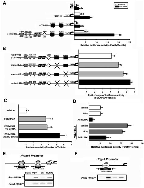 The Role For Runt Related Transcription Factor 2 Runx2 As A