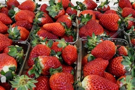 Image Libre Fruits Fraises Fermer Dessert Alimentaire Produire