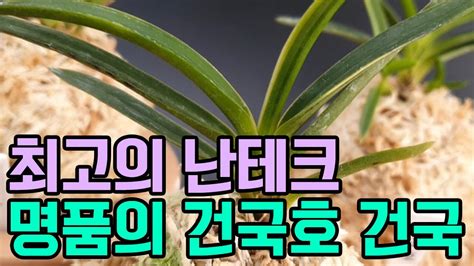 최고의 난테크 명품의 건국호 건국 풍란부귀란 꽃밭에서 난원 Youtube