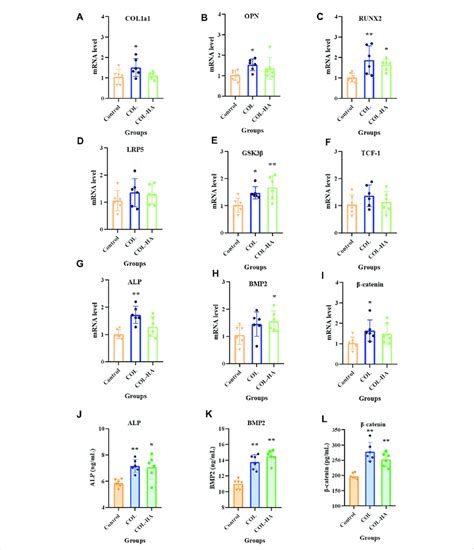 Mrna Level Of Col1a1 A Opn B Runx2 C Lrp5 D Gsk 3β E