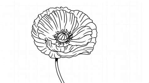 Как нарисовать мак рисуем цветы поэтапно Смотреть онлайн в поиске Яндекса по Видео