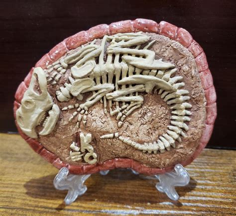 Protoceratops Fossil Etsy