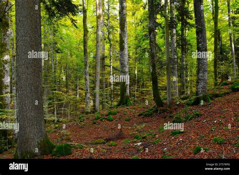 Mixed Broadleaf And Coniferous Beech And Fir Rajhenav Old Growth Forest In Kocevski Rog