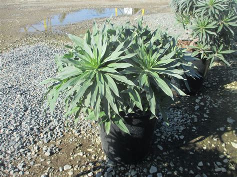 Buy Mixed Perennials Prime Assorted Perennials Bidscape Buy Mixed Perennials Prime Assorted Perennials Bidscape