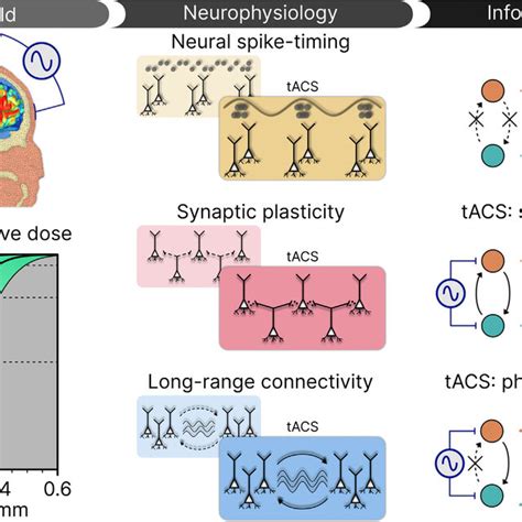 Effects Of Transcranial Alternating Current Stimulation Tacs On Download Scientific Diagram