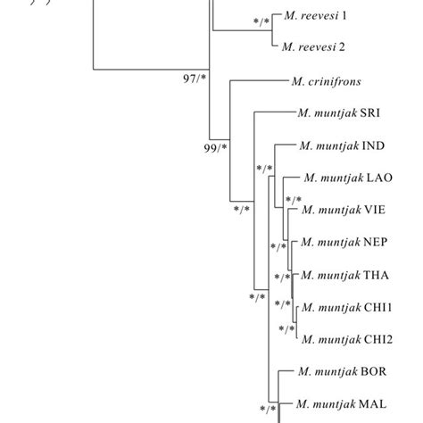 maximum likelihood ml and bayesian inference bi phylogenetic trees