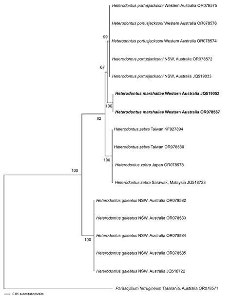 Maximum Likelihood Tree Estimated Under The General Time Reversible
