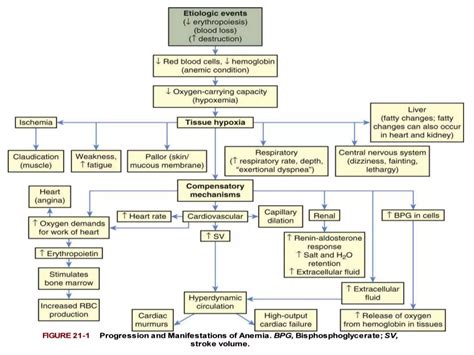 Hemolytic Anemia Approach And Management Pptx