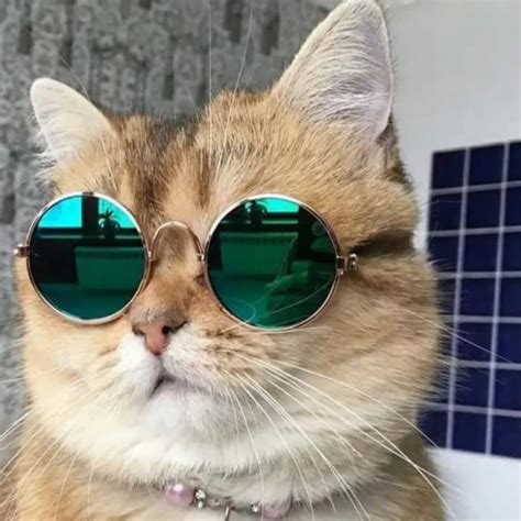 Кот в очках 105 картинок