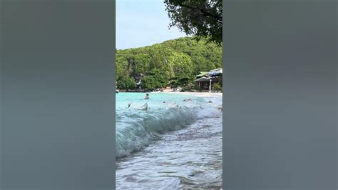 Дочь живет в Тае и скинула видео как гуси бегут купаться в море Вы видели такое таиланд