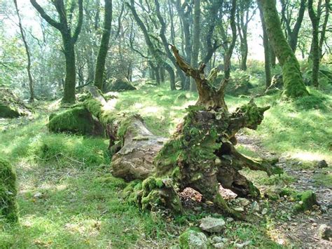 Reference Tree Rootsおしゃれまとめの人気アイデアPinterestKatie Murphy 植物 雪