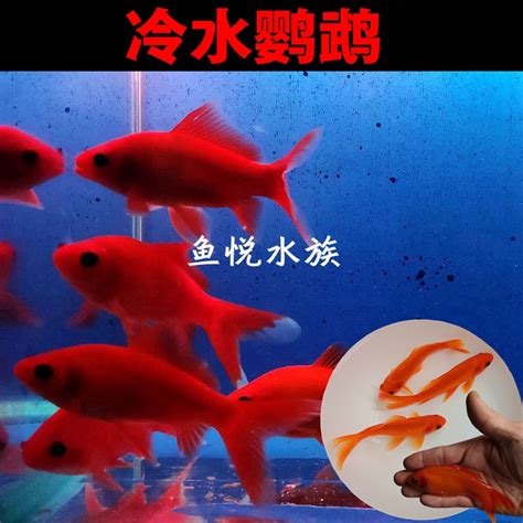 12种最适合懒人养的鱼 风水鱼排名 家里千万不能养的鱼 大山谷图库