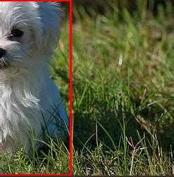 Bounding Box Augmentation For Object Detection Using Albumentations