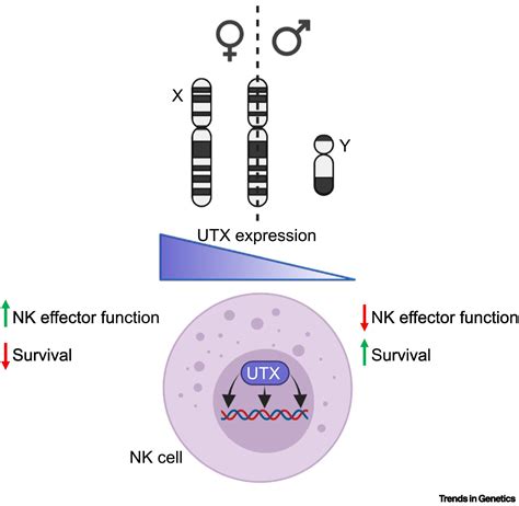 X Chromosome Enhances Nk Cell Responses Trends In Genetics