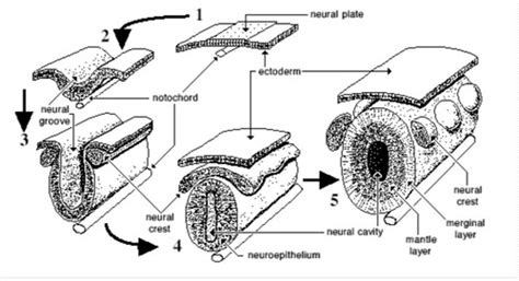 Cns Development Flashcards Quizlet