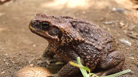 Poisonous Brown Toad Under The Shade Of Logs Stock Footage Video