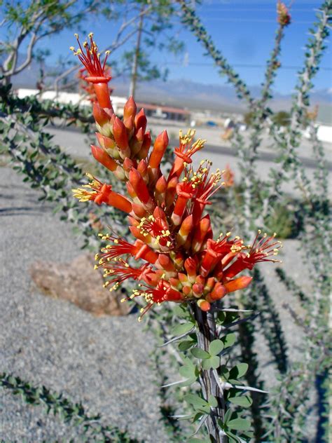 Ocotillo Flower In The Desert Ocotillo Cactus Ocotillo Plant