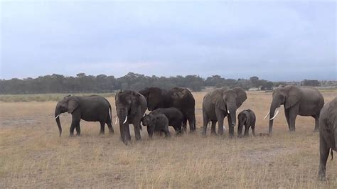 What Do Elephants Do To Protect Themselves At Dan Showers Blog