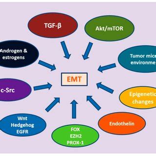 The Multiple Signaling Pathways Mediating Epithelial To Mesenchymal Download Scientific Diagram