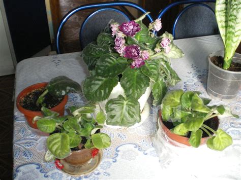 Фиалка Герцогиня лист — купить в Красноярске Горшечные растения и