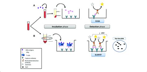 Quantiferon Tb Tb Gold Interferon Gamma Release Assay Igra Thyrocare Aarogyam Centre