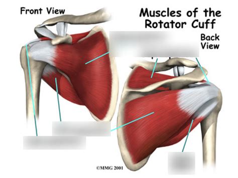 Diagram Of Rotator Cuff Muscles Innervation Quizlet
