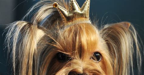 포토 왕관 쓴 요크셔테리어 저 예뻐요