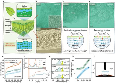 Tailored Leaf‐bioinspired Nanofluidic Hierarchical Structure A