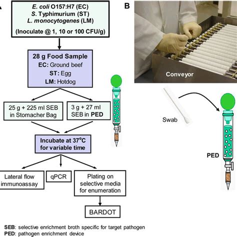 A The Flowchart Showing Overall Experimental Outline E Coli