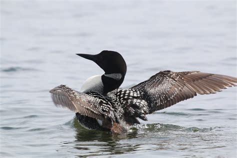 Male And Female Common Loon