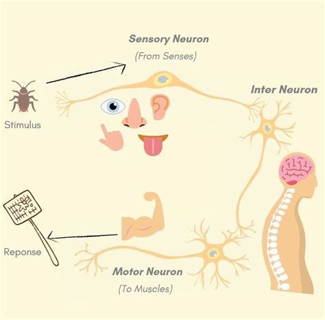 Interneuron Motor Neuron Sensory Neuron