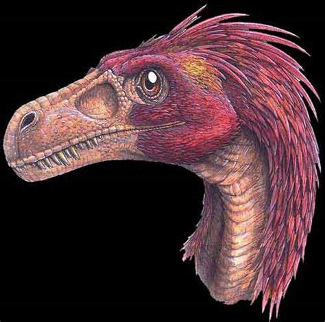 Raptor Claw Raptor Tooth Raptor Fossil Velociraptor Raptors Dromaeosaurs