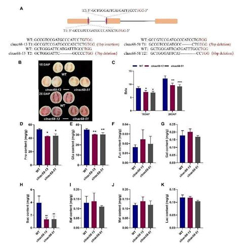 Hortic Res 北京市农林科学院揭示nac转录因子调控西瓜果实糖代谢的分子机制 研究