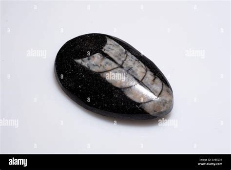 Polished Natural Trilobite Fossil On Black Stone Surface Isolated On White Background Stock