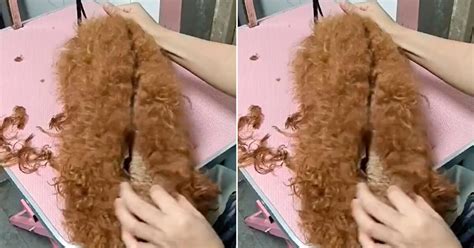 Le Cortaron El Pelo A Su Perro Y El Resultado Generó Un Debate En Redes