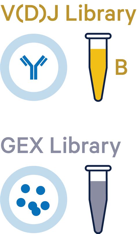 Gene Expression V D J Feature Barcode Analysis With Cellranger Multi Software Single Cell