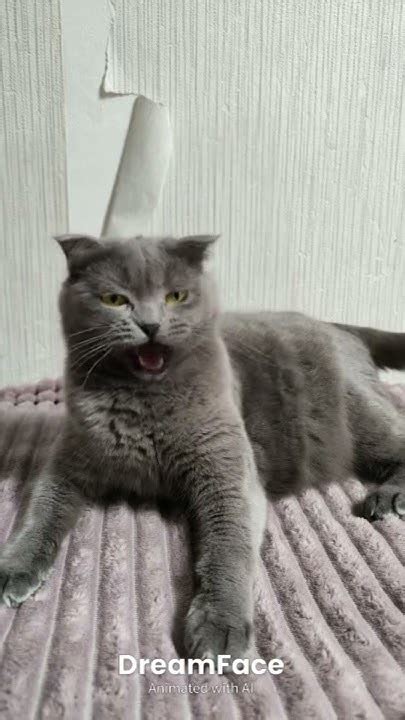 Apt поющий кот Chorts Cat Youtube